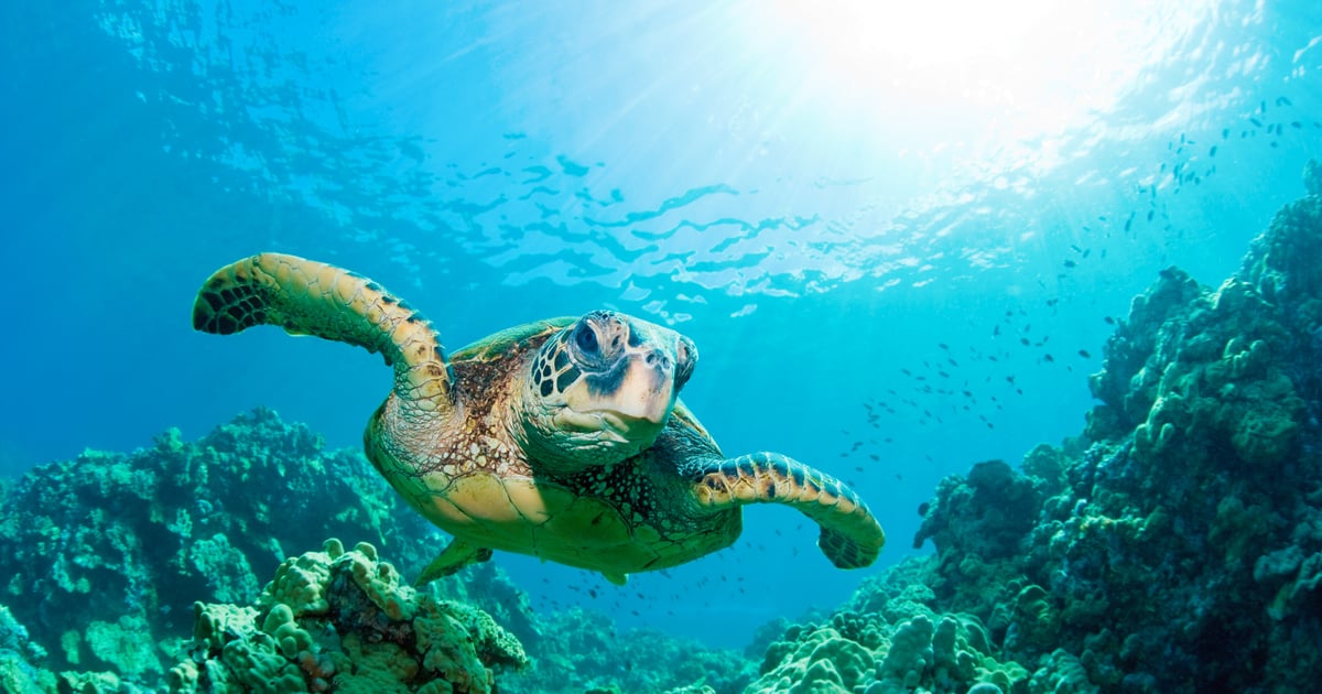 Hawaii Marine Life Summer 2026: After Whale Season Guide