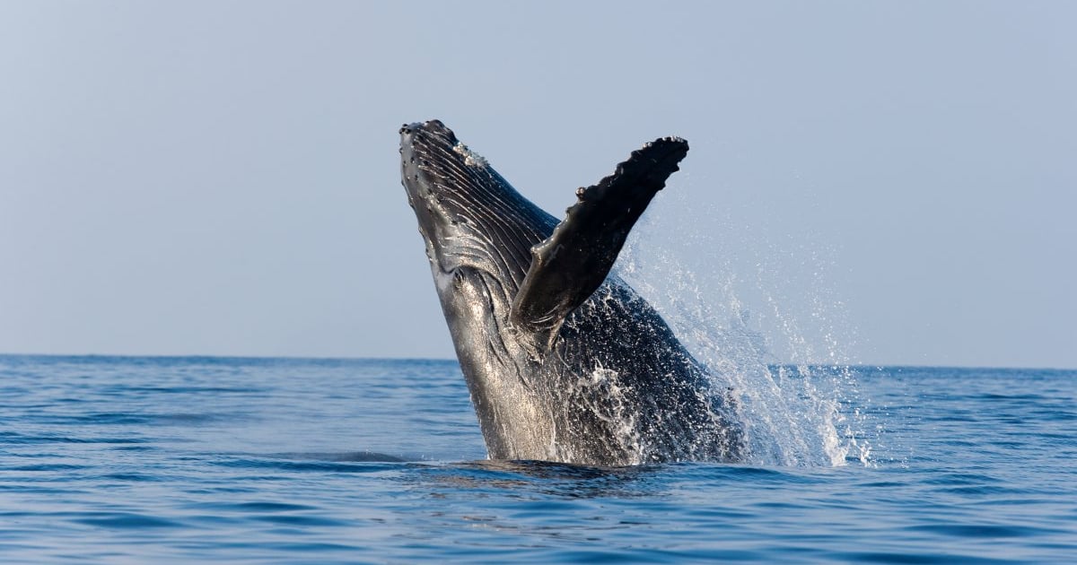Hawaii Whale Watching Season 2026–2027: Planning Preview